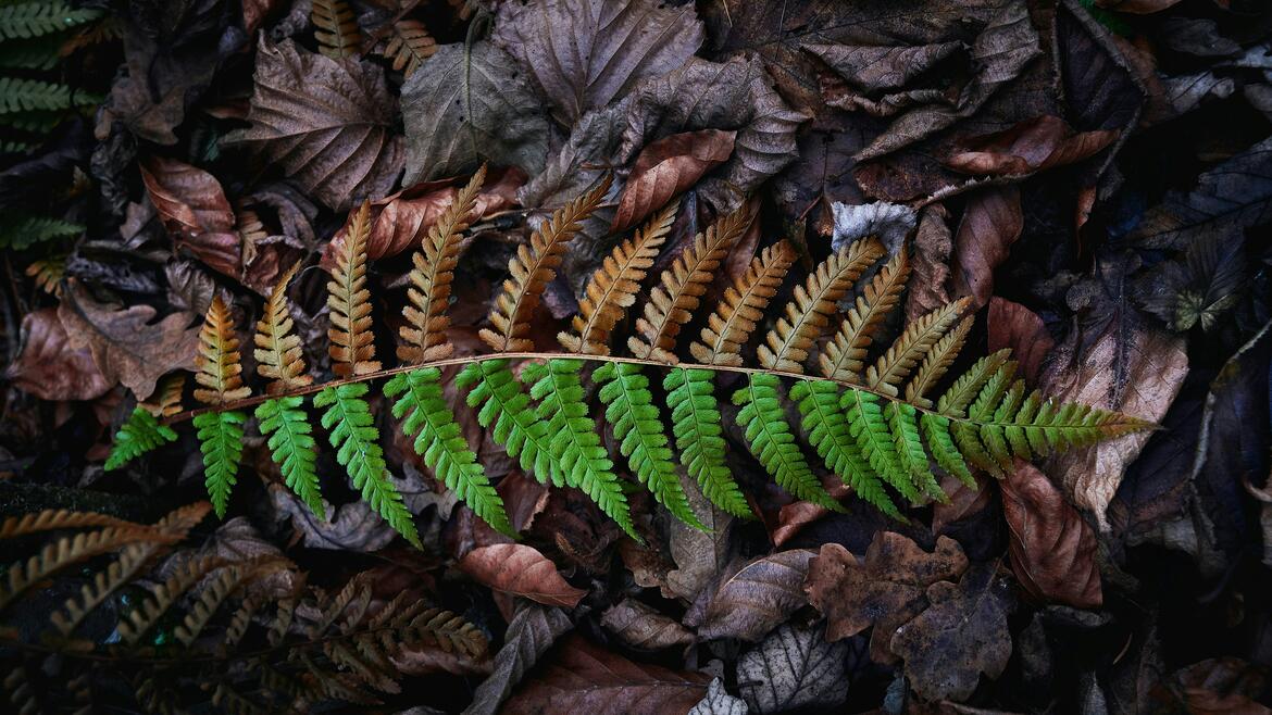 Healing Traumatic Stress Through Embodied Awareness | CIIS