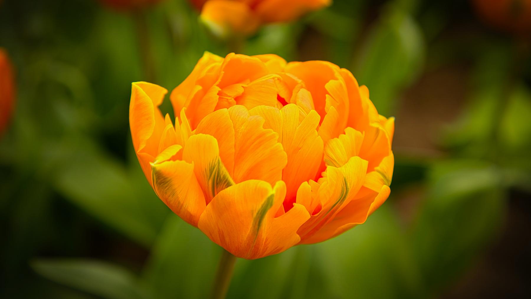 Office of the President | CIIS