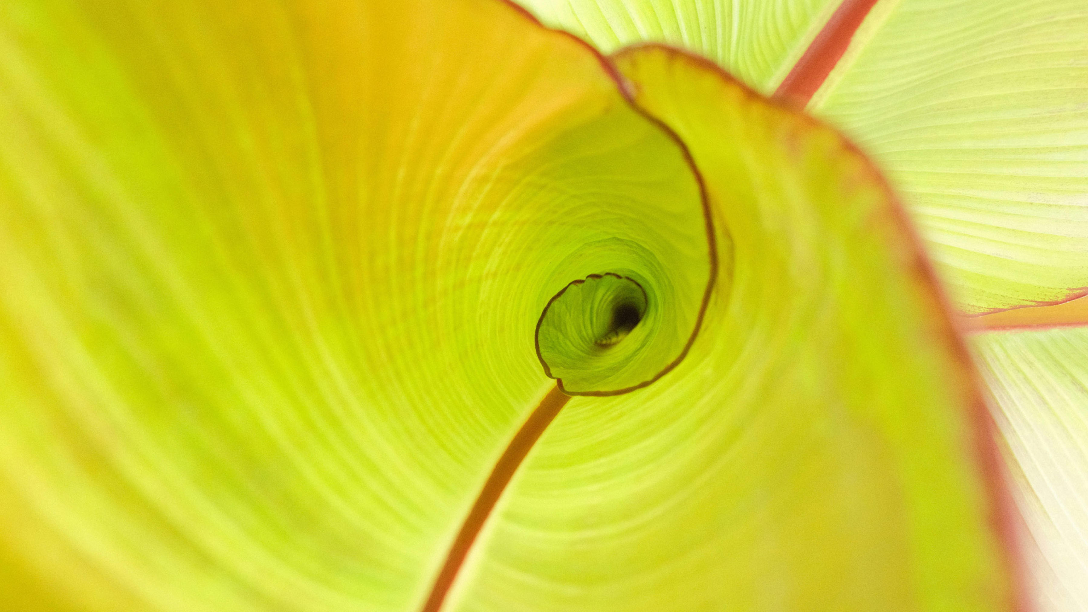 Certificate in Psychedelic-Assisted Therapies & Research | CIIS