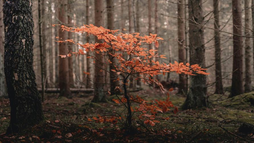 On Moving Past Trauma and Adversity Together | CIIS