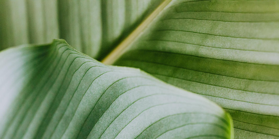 Certificate in Psychedelic-Assisted Therapies & Research | CIIS